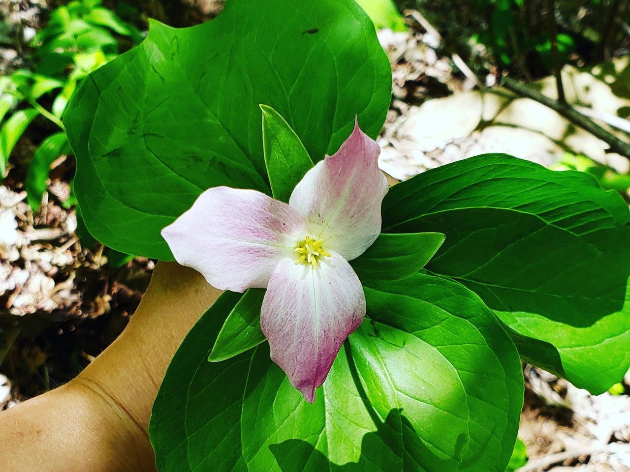 Trillium Grandiflorum