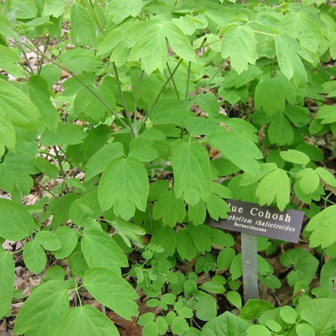 Blue Cohosh Roots For Sale | Buy 1 Get 1 Free | Native Plants