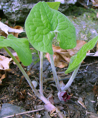 Canadian Wild Ginger For Sale | Buy 1 Get 1 Free