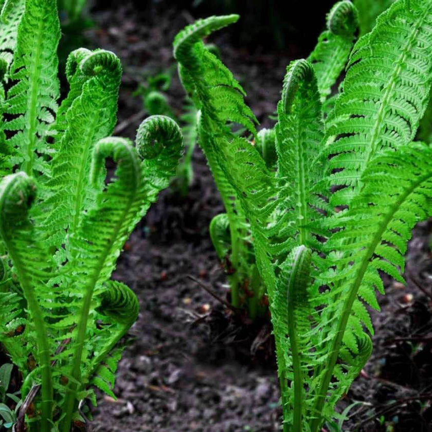 Buy Ferns Online | Large Ferns For Sale Online