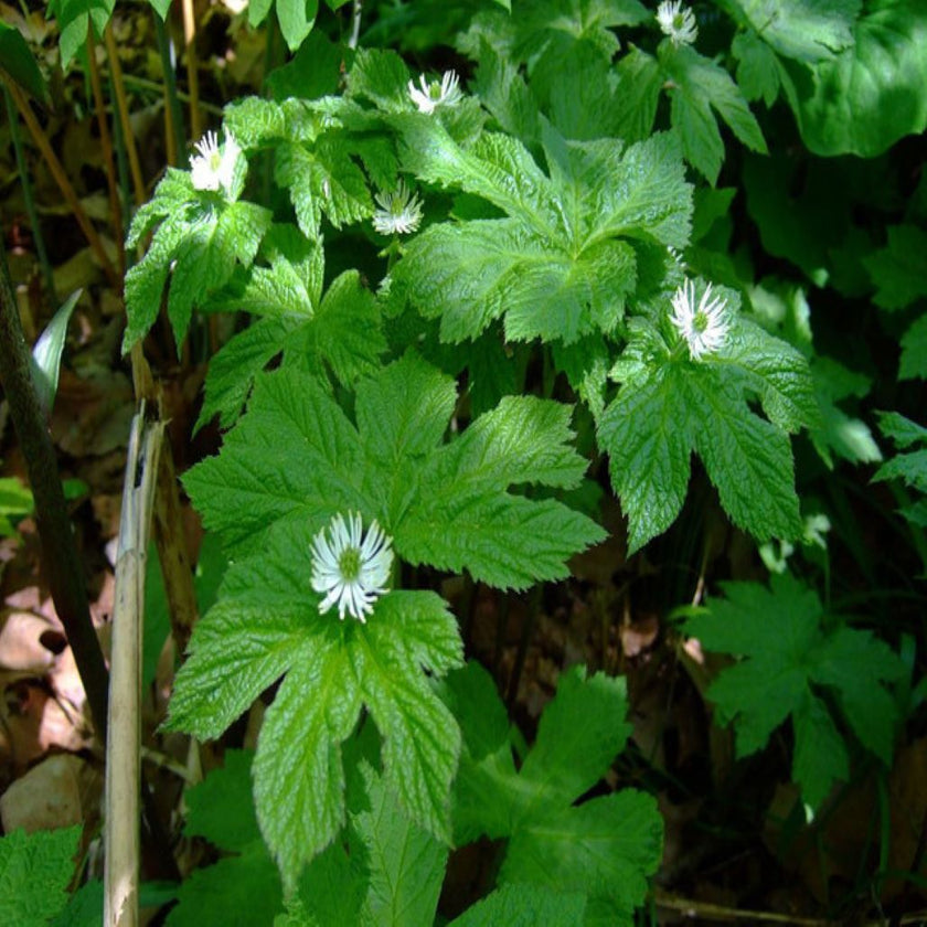 Goldenseal Plants For Sale | Buy 1 Get 1 Free | Native Herb