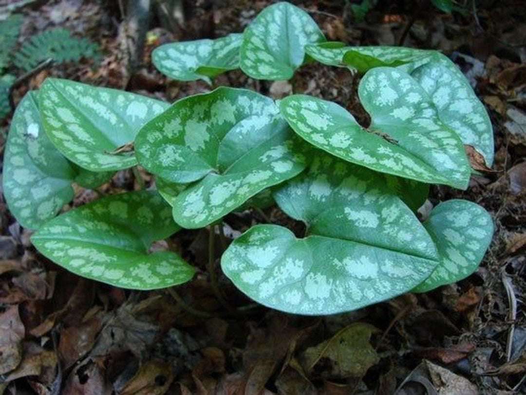 Heartleaf Ginger For Sale | Nance Plants