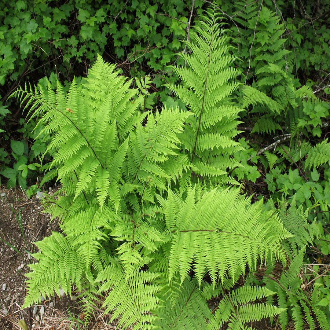 Lady Fern For Sale | Buy 1 Get 1 Free | Native Shade Plants