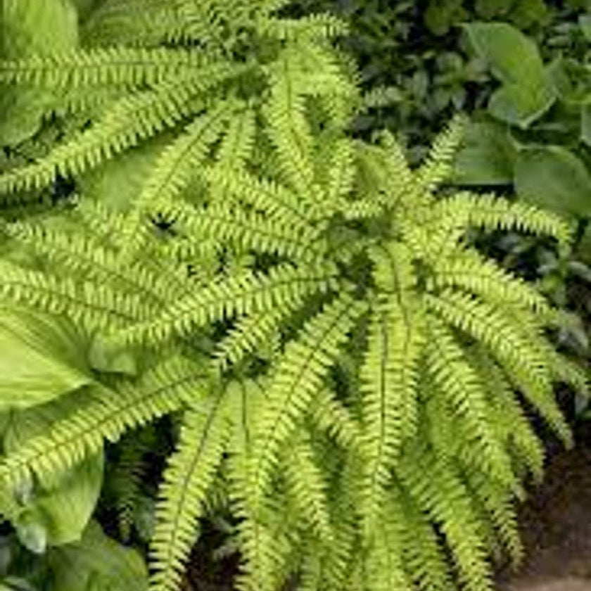 Buy Ferns Online | Large Ferns For Sale Online