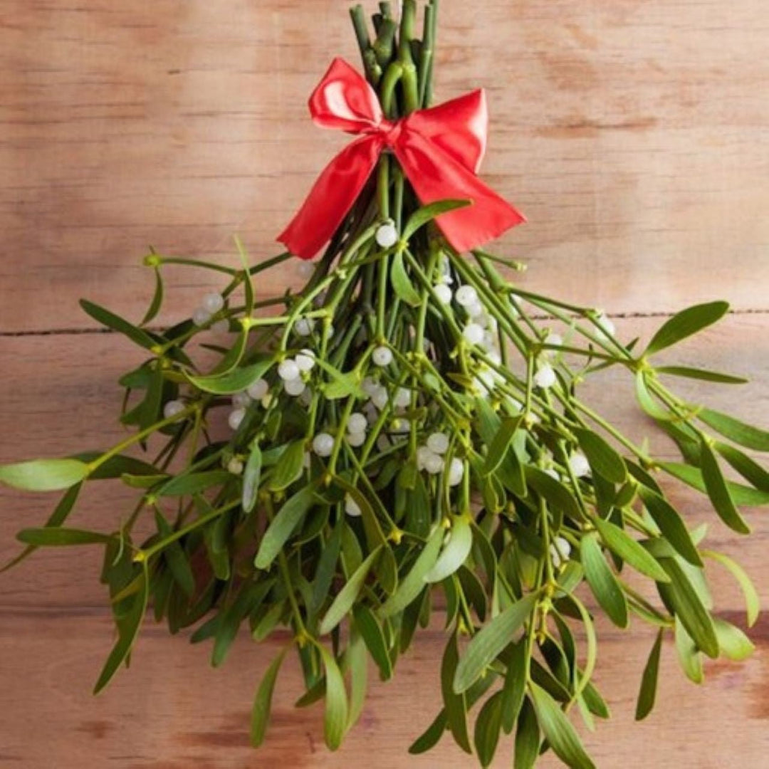 Mistletoe Bouquet For Sale | Buy Fresh Mistletoe Online