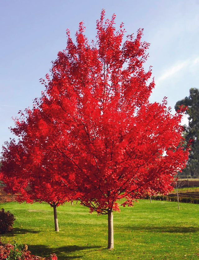 October Glory Maple For Sale | Nance Plants