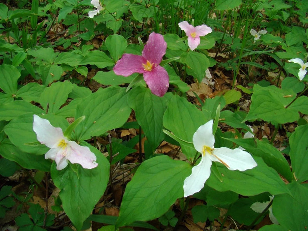 Trillium Grandiflorum For Sale | Buy 1 Get 1 Free | Native Trillium