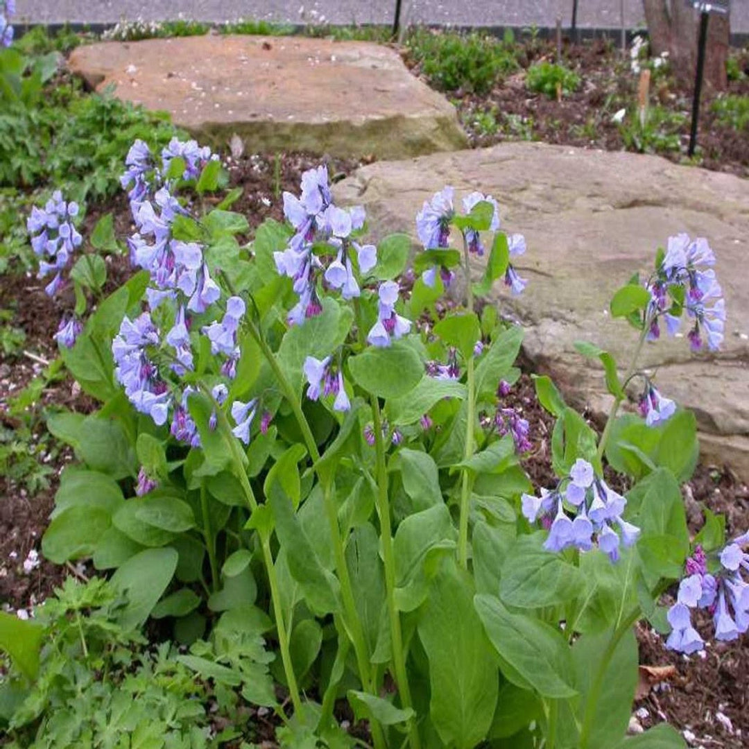 Virginia Bluebells For Sale | Buy 1 Get 1 Free | Loves Shade