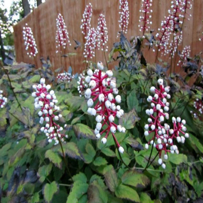 White Baneberry Plant For Sale | Buy 1 Get 1 Free